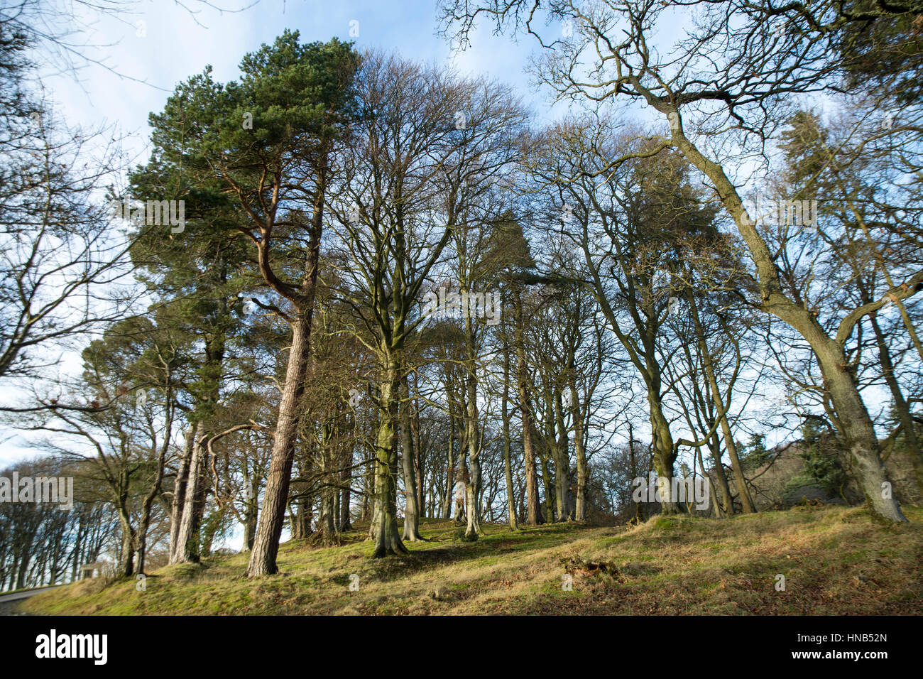 Scottish trees hi-res stock photography and images - Alamy