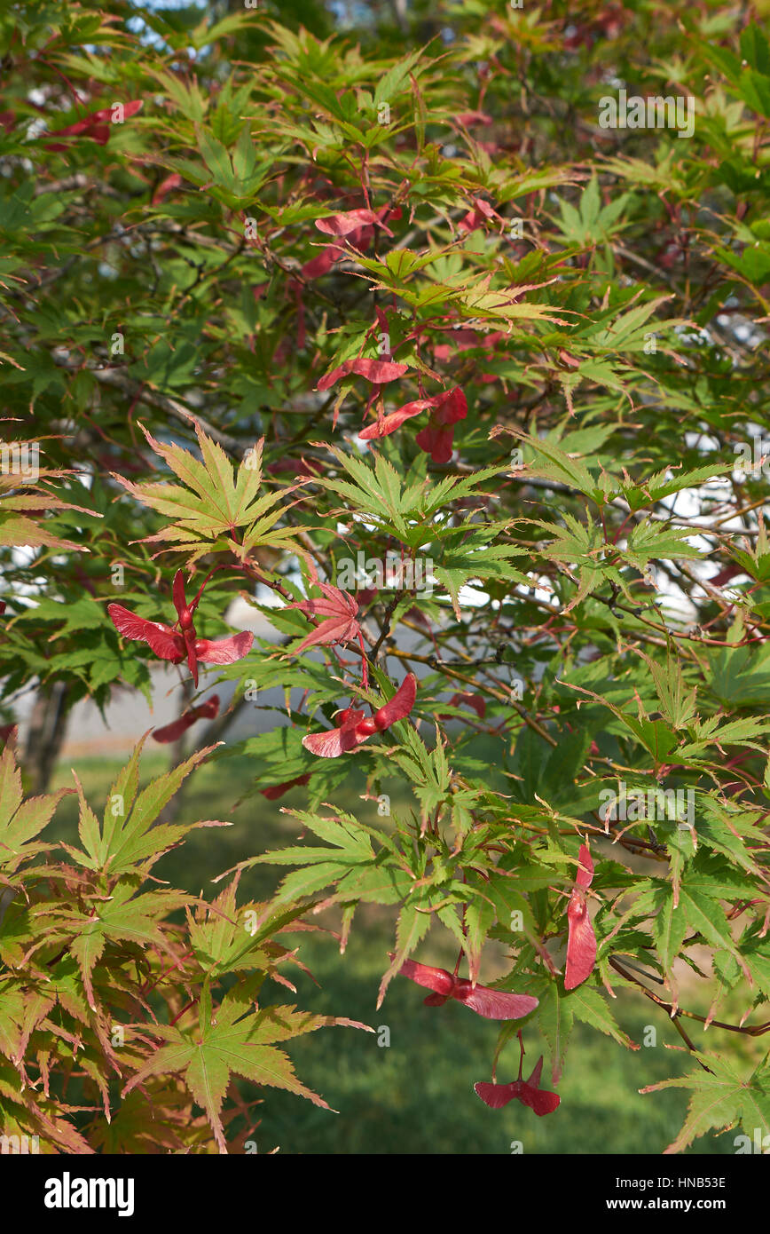 Acer palmathum hi-res stock photography and images - Alamy Acer palmathum hi-res stock photography and images - Alamy