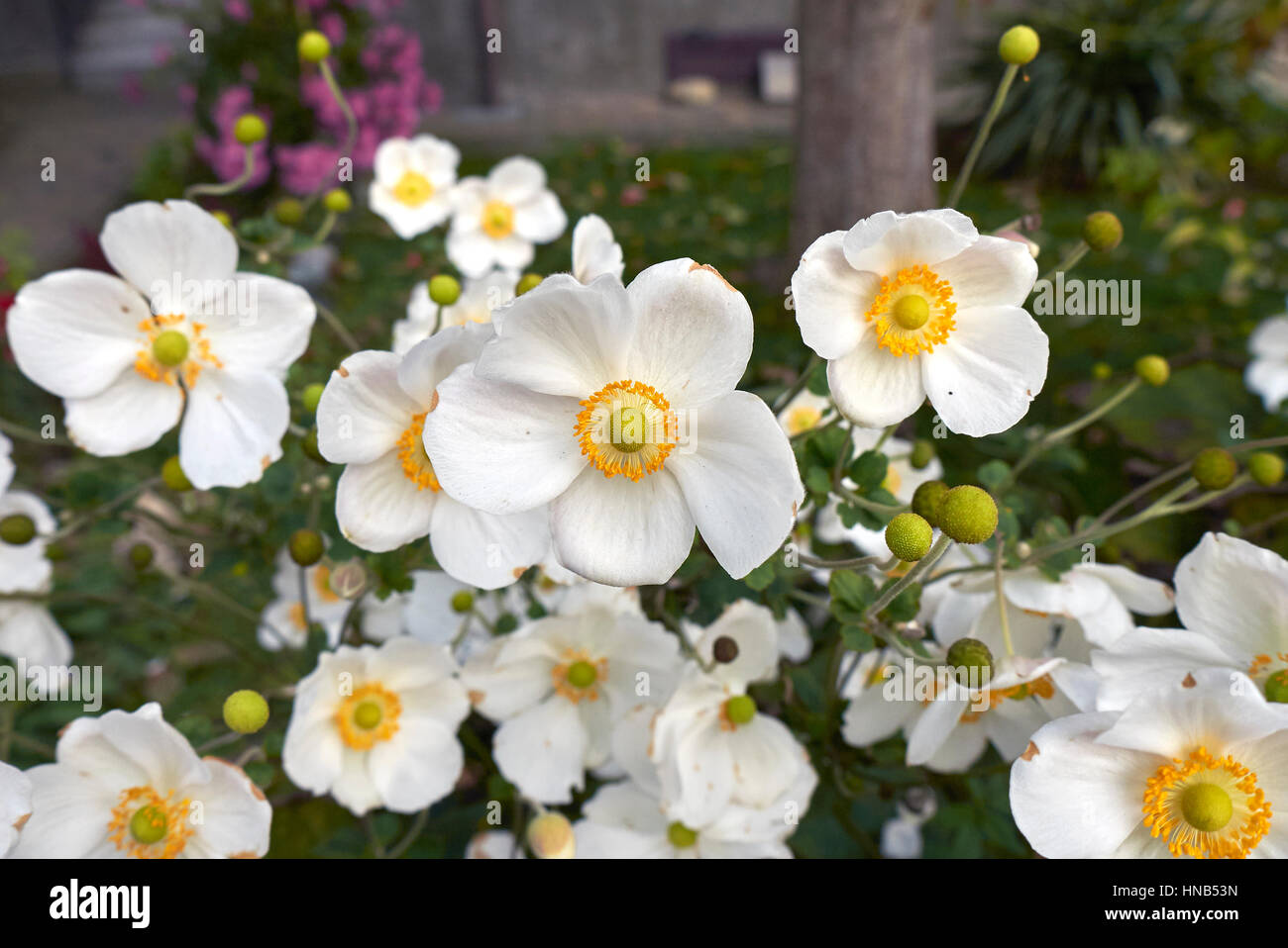 white Anemone hupehensis Stock Photo - Alamy