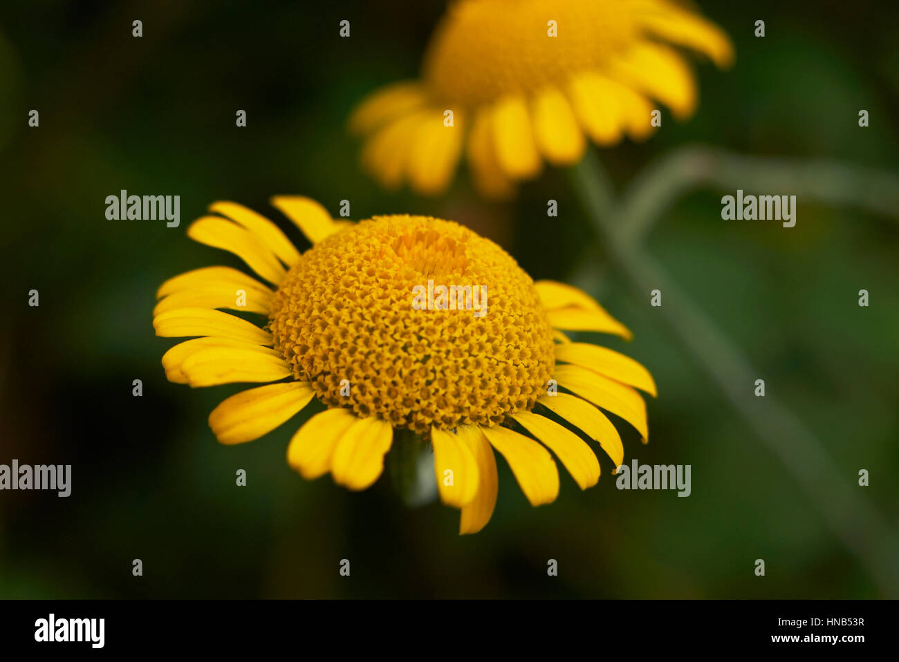 Anthemis medicinal hi-res stock photography and images - Alamy