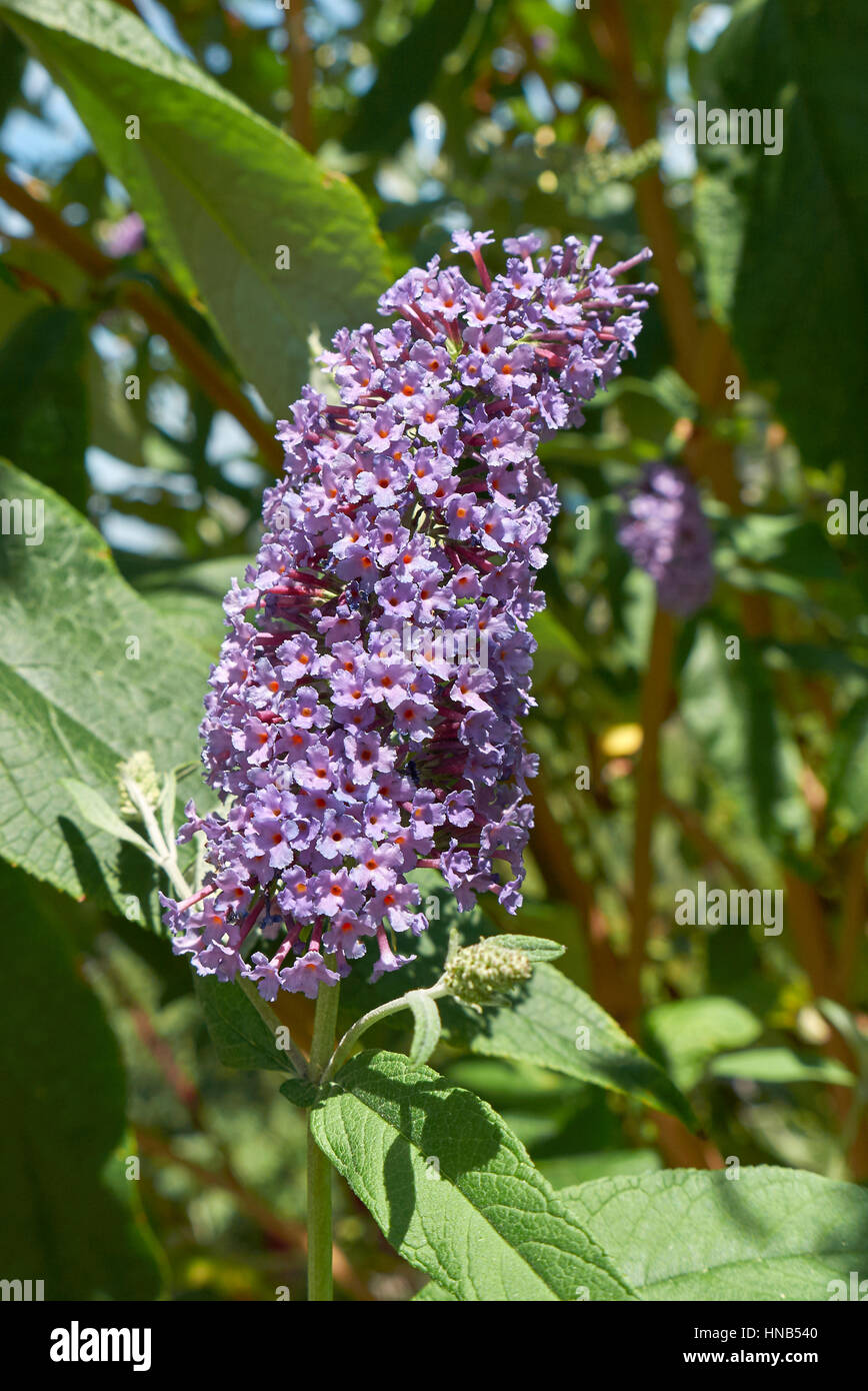 Violet buddleja buddleia butterfly hi-res stock photography and images ...