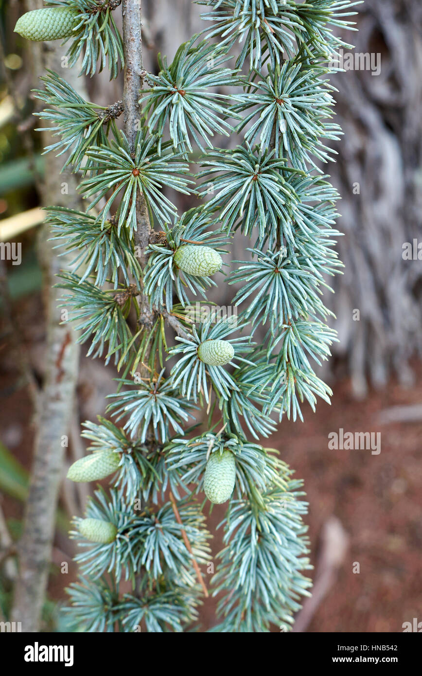 Tree cedrus atlantica glauca pine hi-res stock photography and images ...