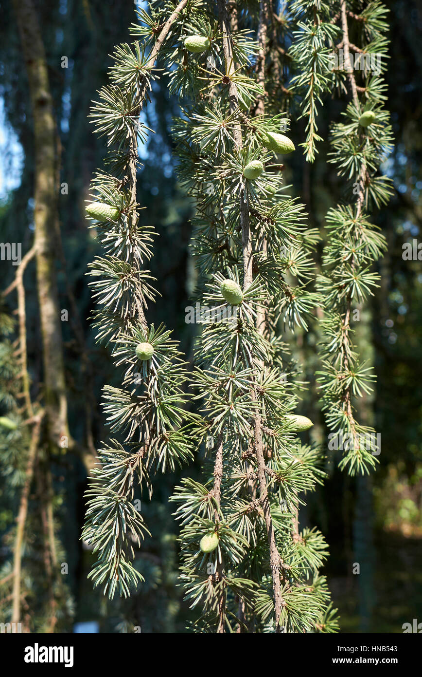 Tree cedrus atlantica glauca pine hi-res stock photography and images ...