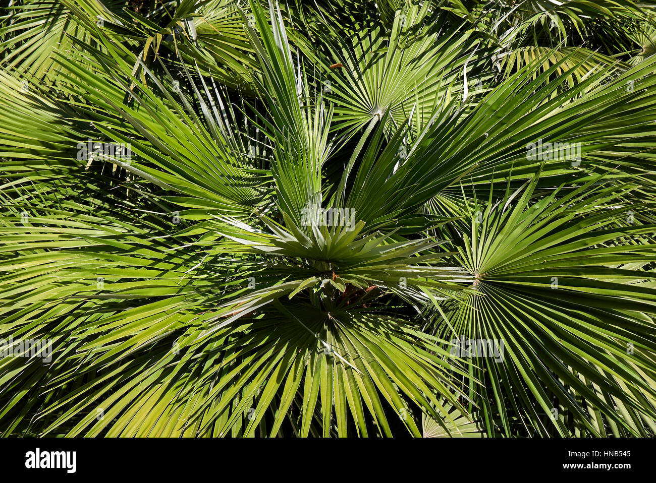 Dwarf palm chamaerops humilis hi-res stock photography and images - Alamy