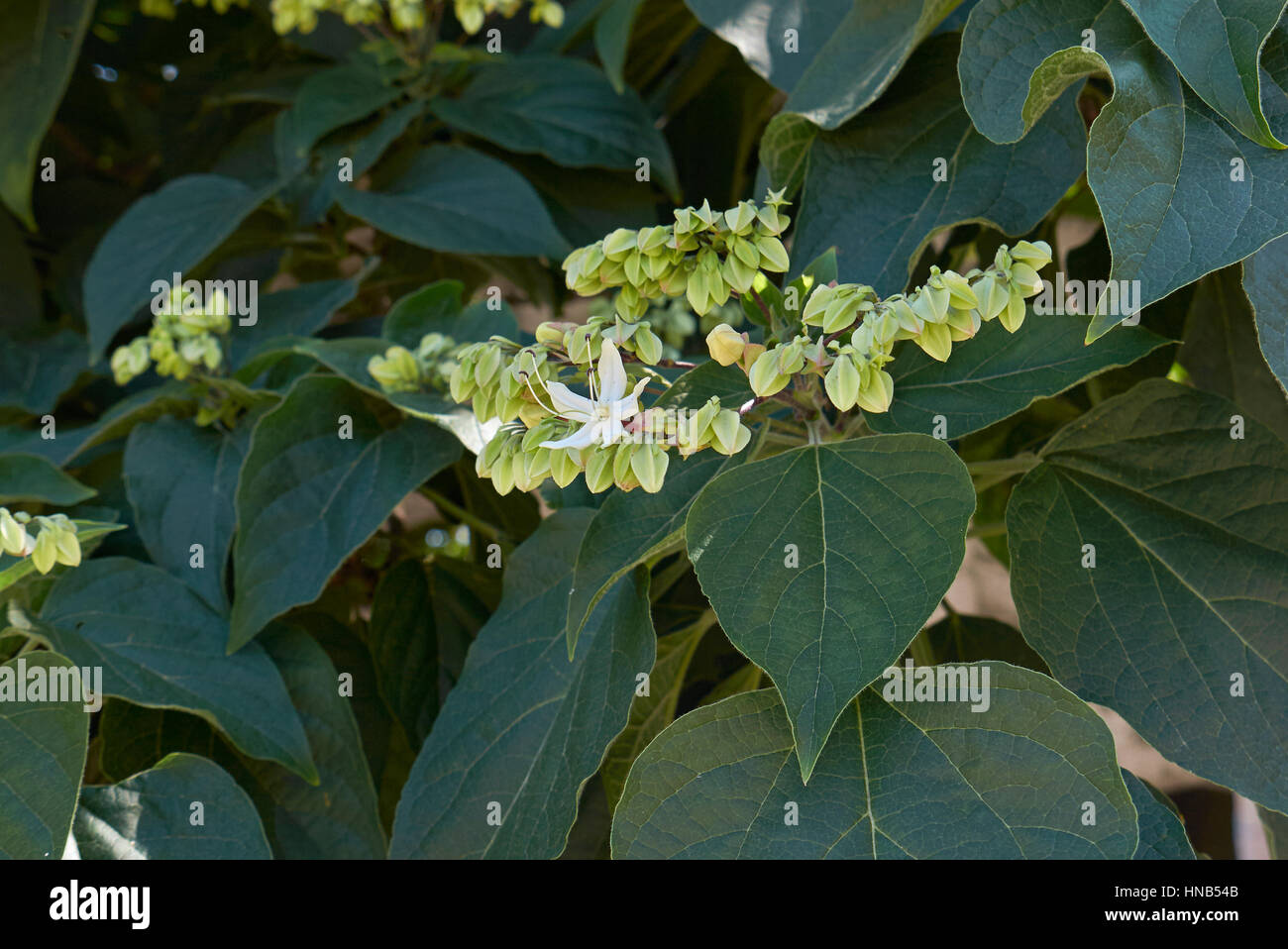 Clerodendro hi-res stock photography and images - Alamy