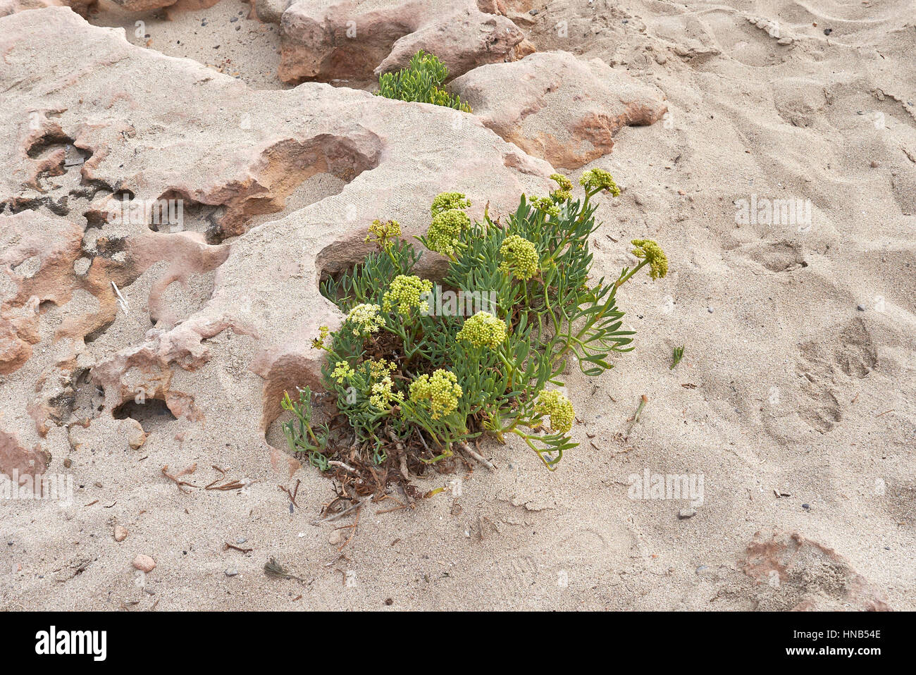 Sea fennel hi-res stock photography and images - Alamy