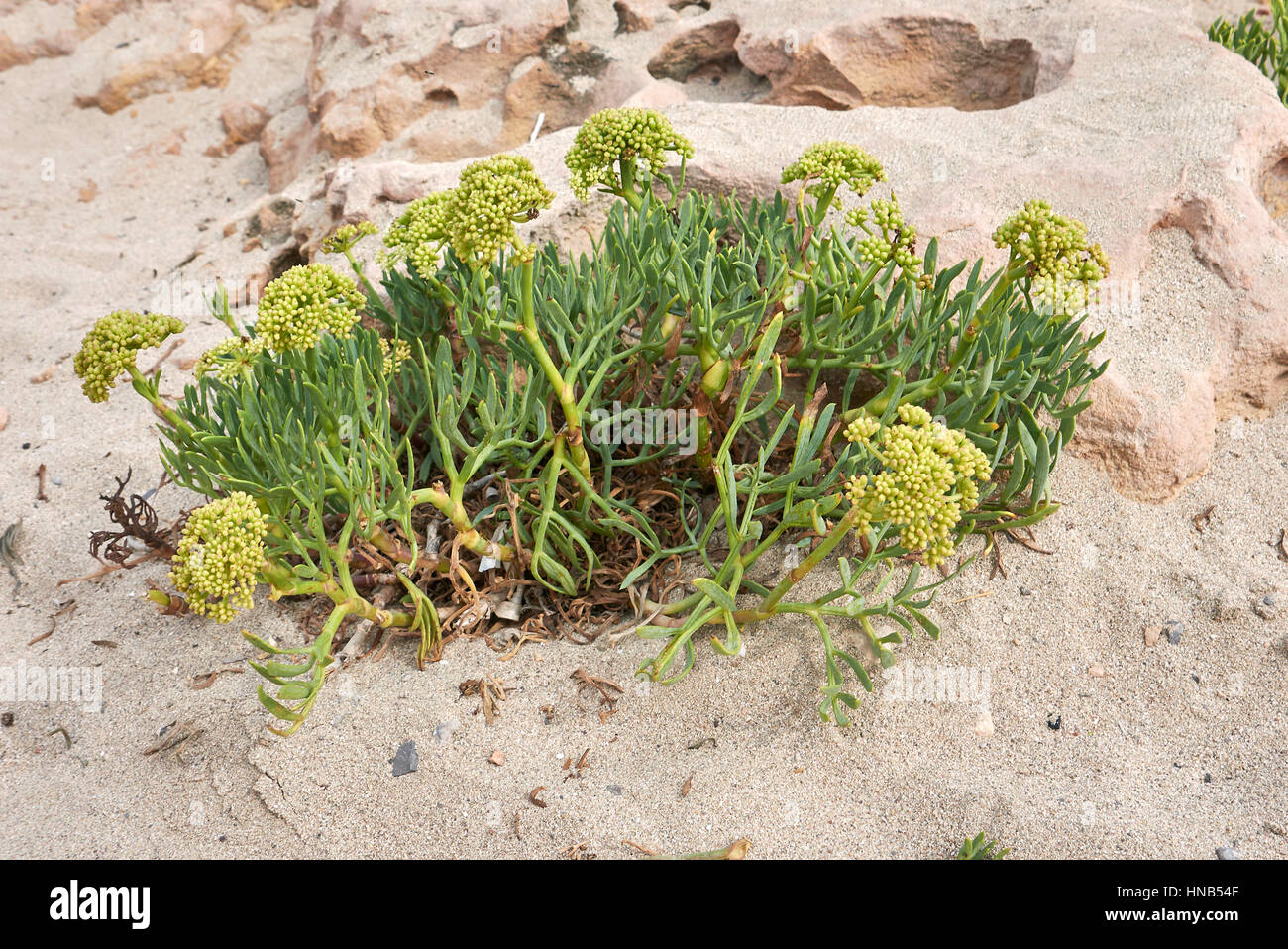 Wild Fennel Coast High Resolution Stock Photography and Images - Alamy