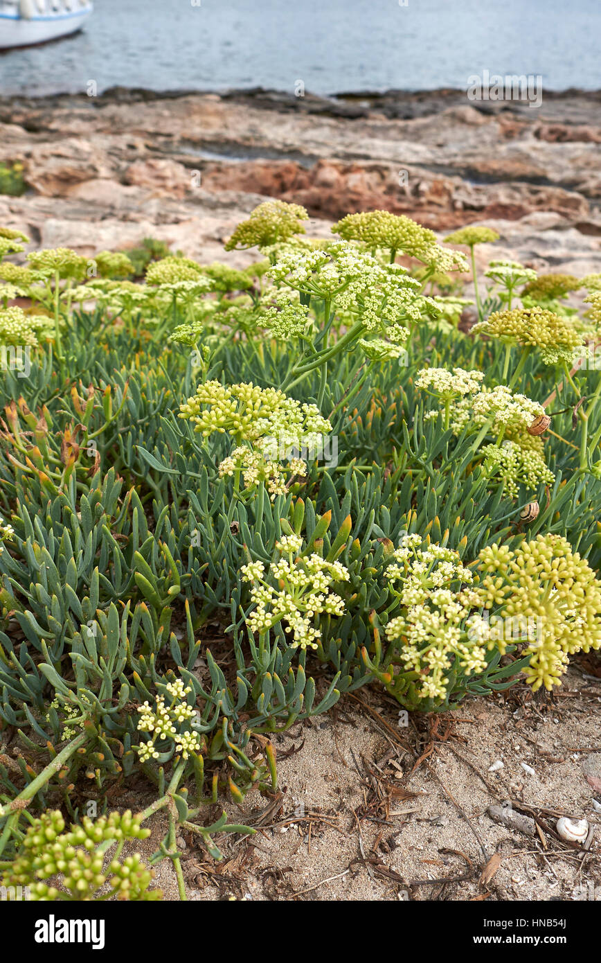 Wild fennel coast hi-res stock photography and images - Alamy