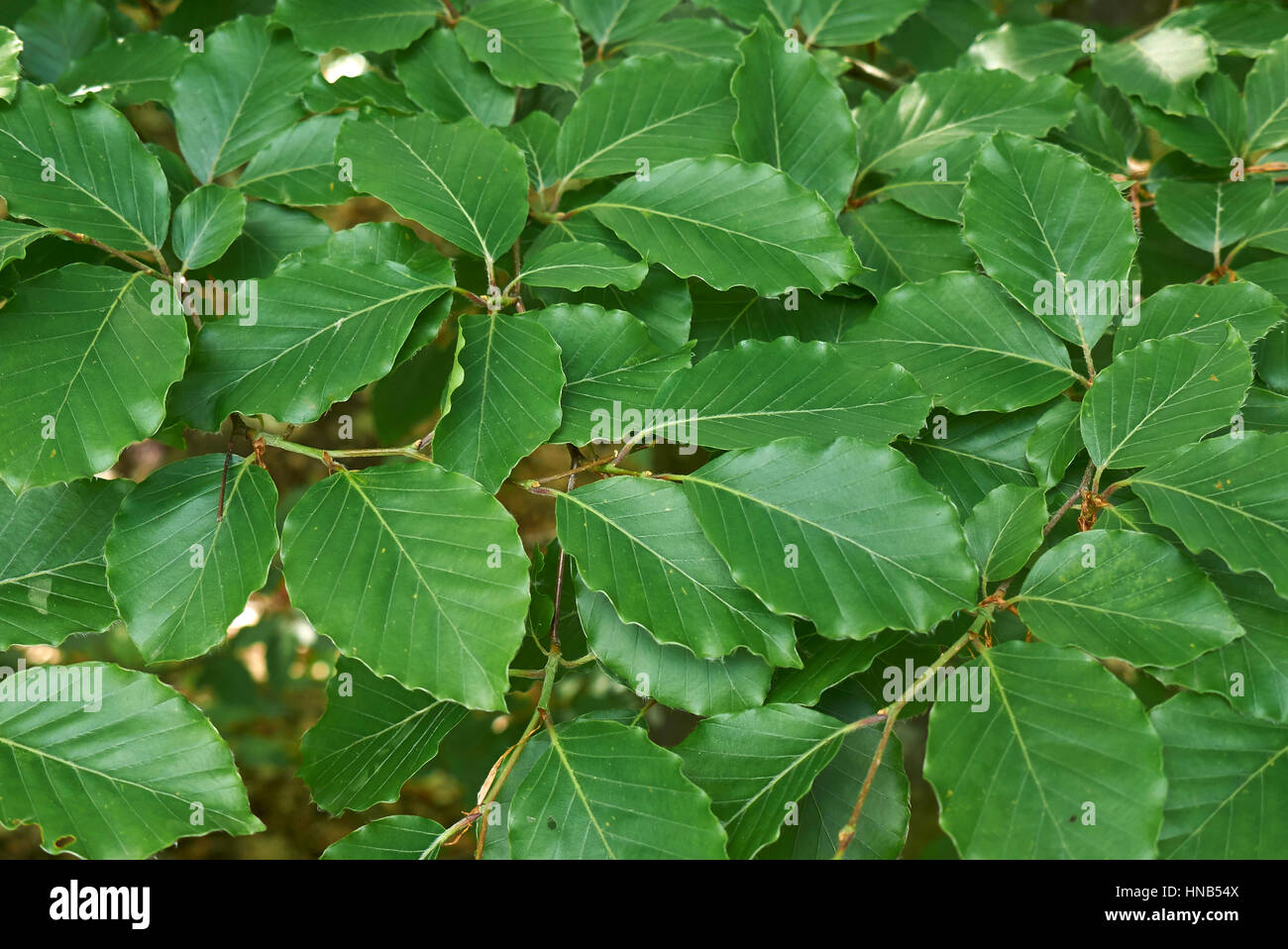 Fagus sylvatica leaves hi-res stock photography and images - Alamy