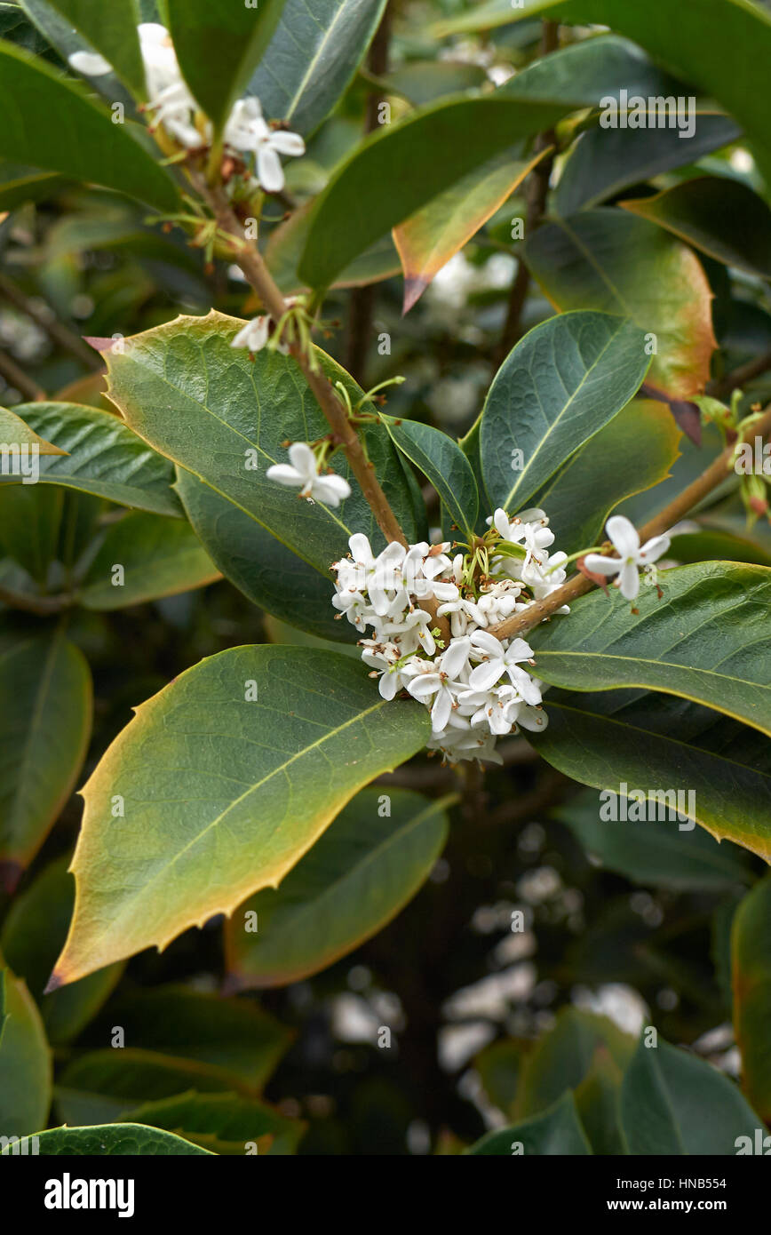 Holly ilex aquifolium flower hi-res stock photography and images - Alamy