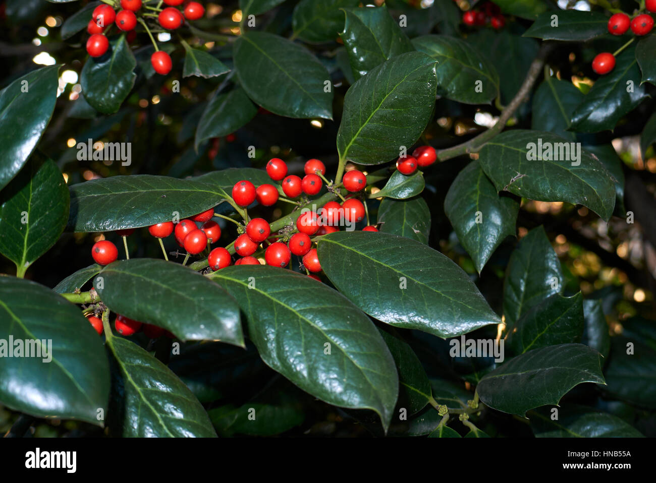 Winter thorn tree hi-res stock photography and images - Alamy