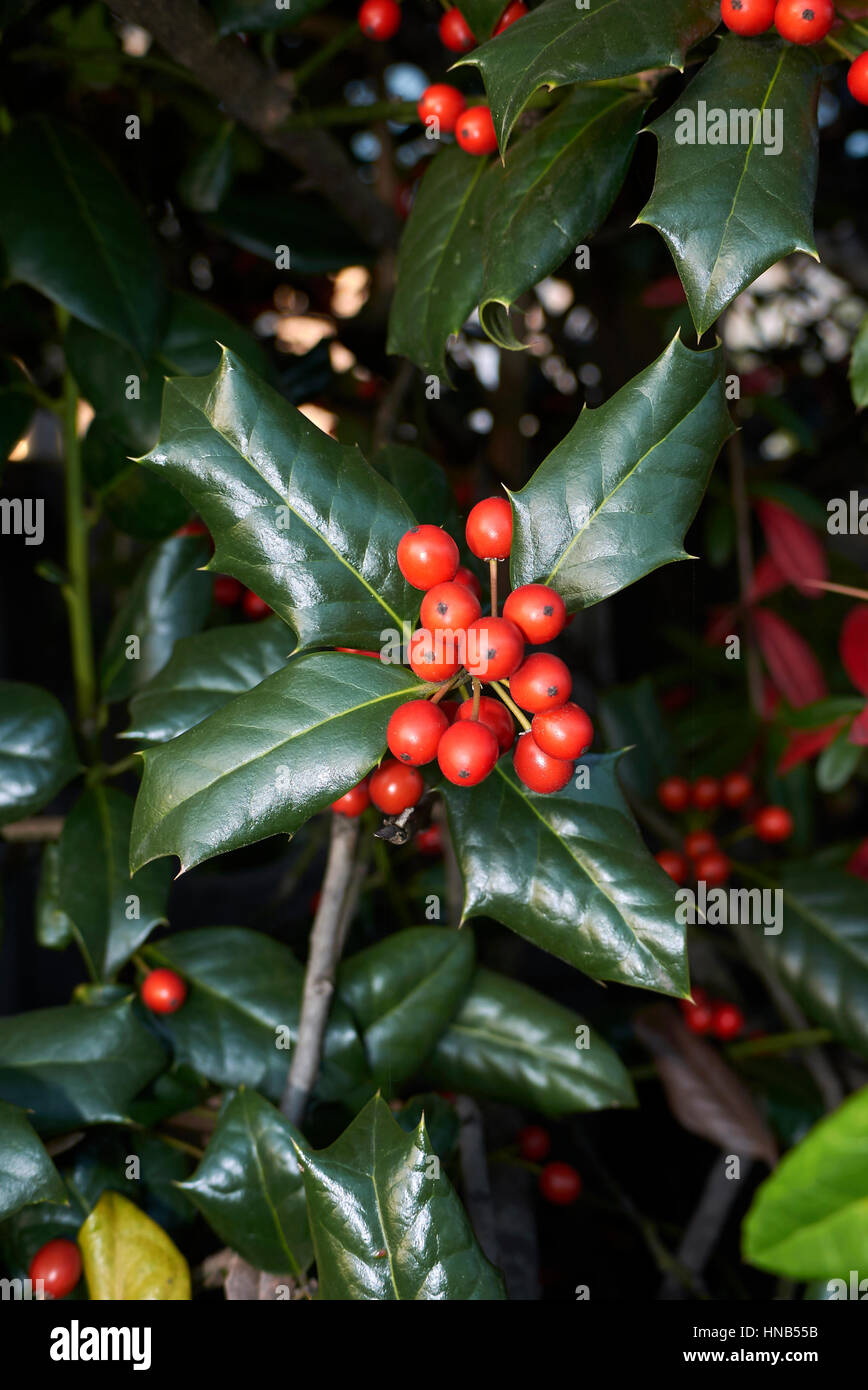 Ilex Aquifolium Winter Stock Photos & Ilex Aquifolium Winter Stock ...