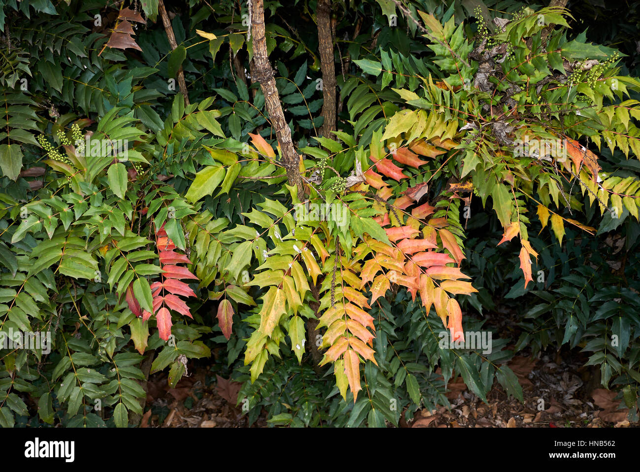 Mahonia shrub hi-res stock photography and images - Alamy