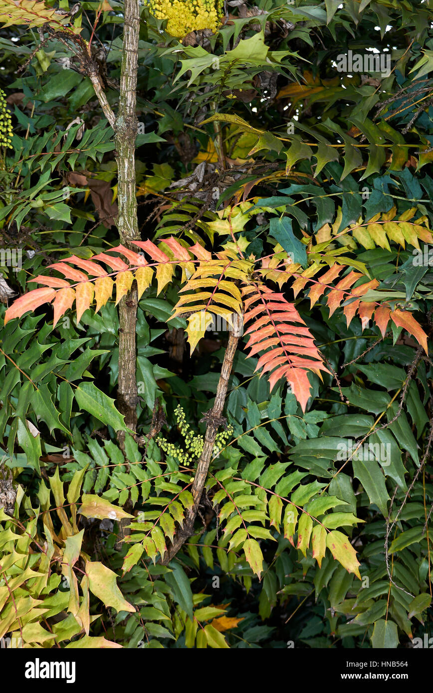 Mahonia Foliage High Resolution Stock Photography and Images - Alamy
