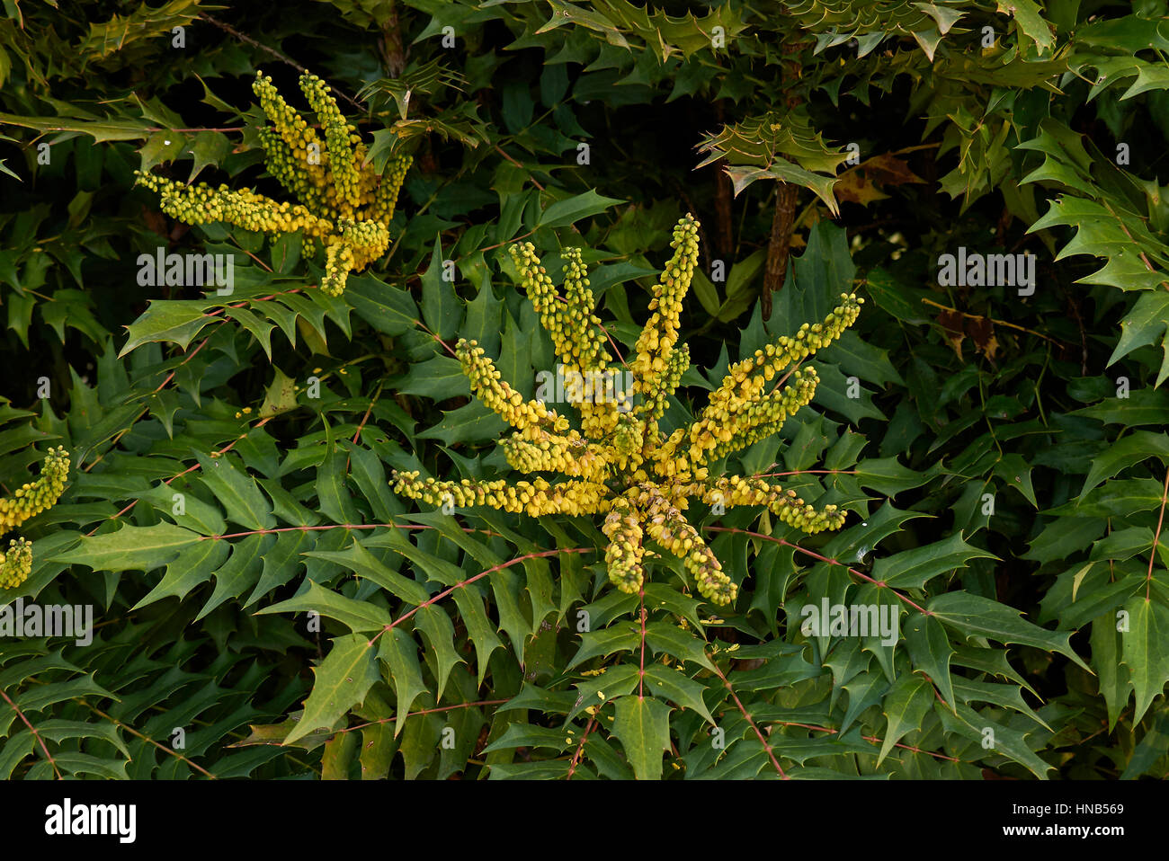 Spiny evergreen shrubs hi-res stock photography and images - Alamy