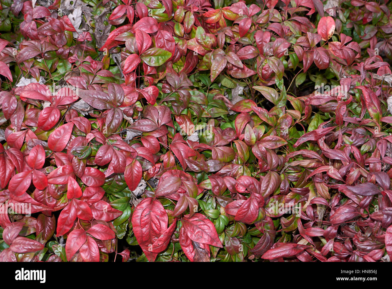 Nandina shrub hi-res stock photography and images - Alamy