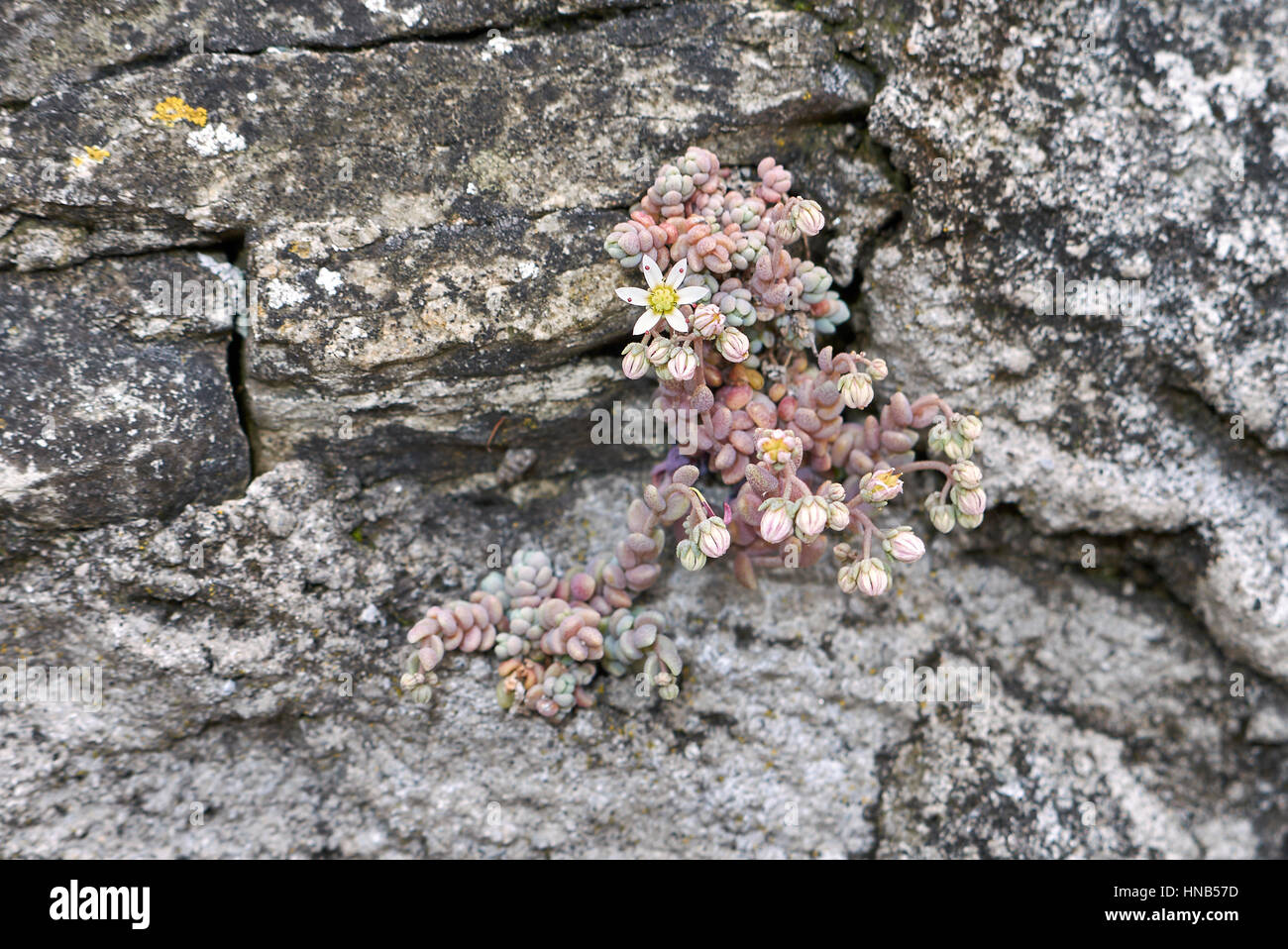 Sedu hi-res stock photography and images - Alamy