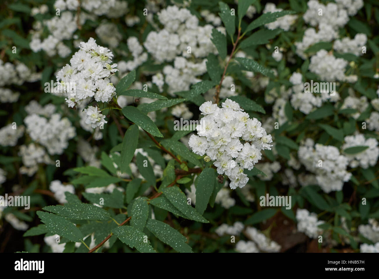 Double white may spiraea cantoniensis hi-res stock photography and ...