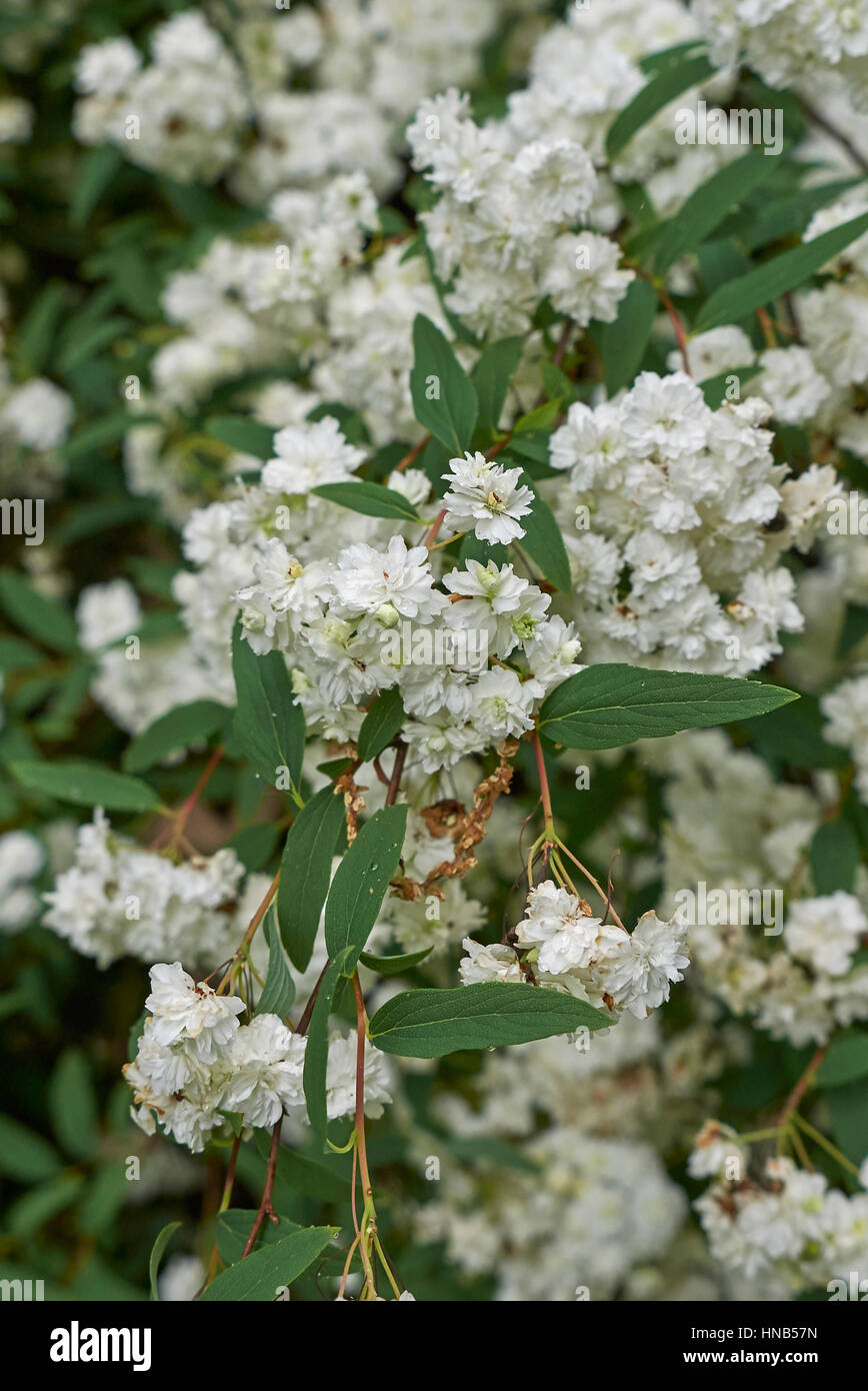 Double white may spiraea cantoniensis hi-res stock photography and ...