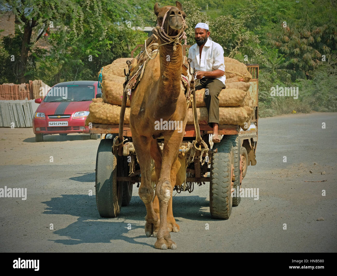 The camel used transport hi-res stock photography and images - Alamy