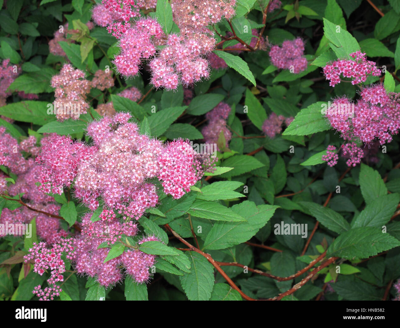 Deciduous perennial shrubs hi-res stock photography and images - Alamy
