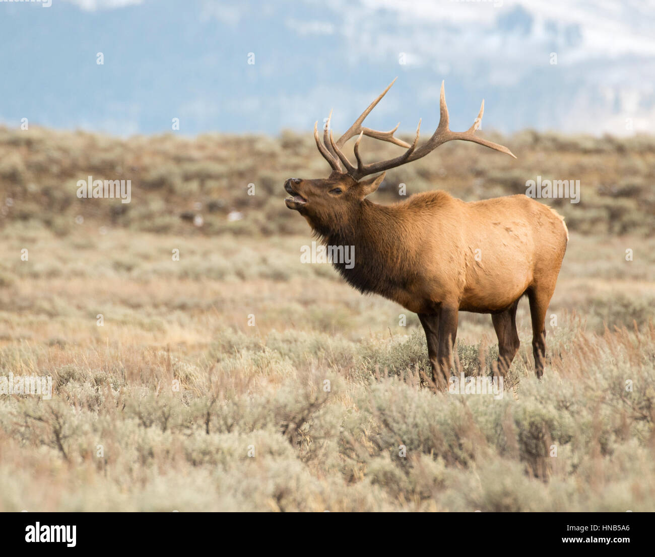 Bull elk bugling during rut Stock Photo - Alamy