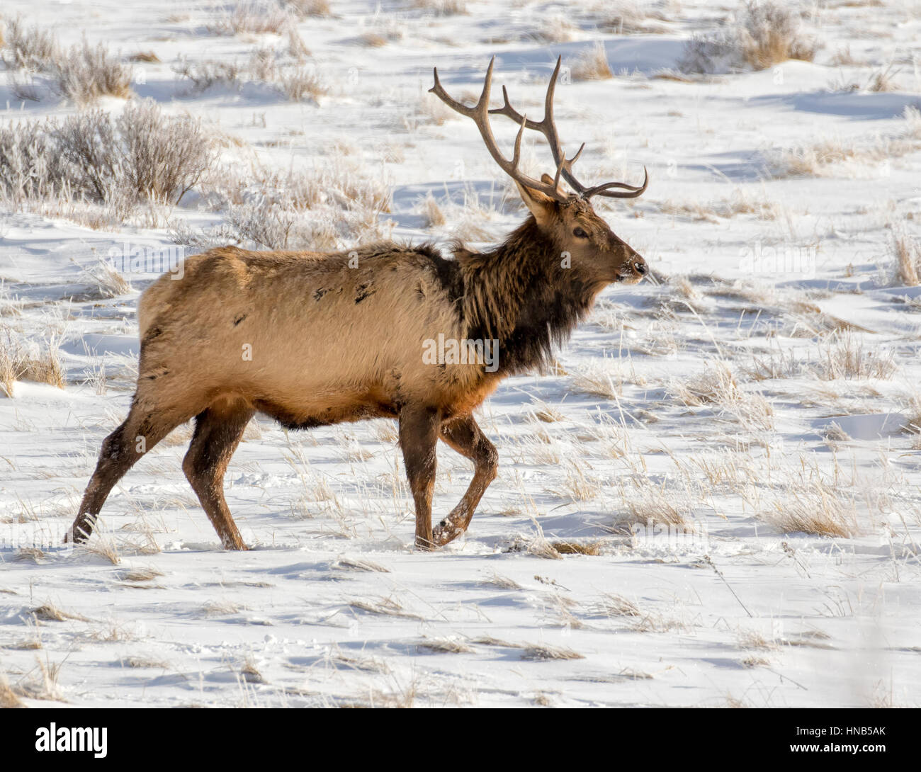 Bull elk in national elk refuge on snow with grass and sagebrush Stock ...