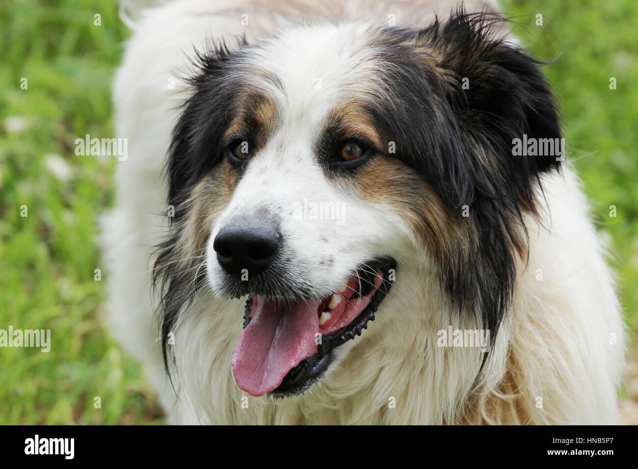Mountain sheep dog Tornjak Stock Photo - Alamy