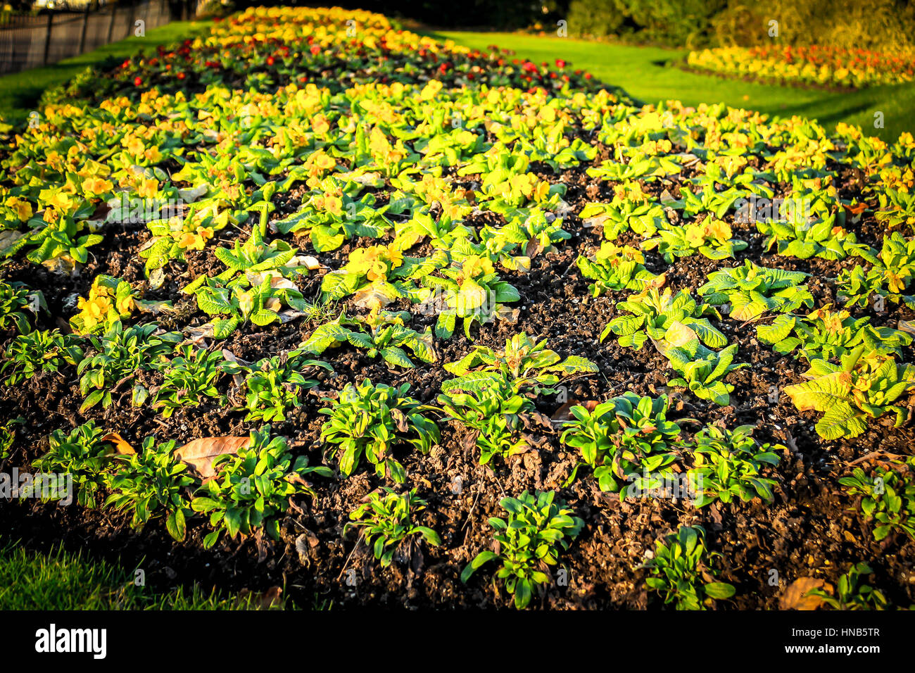 Gardeing of small flowers and beautiful plants Stock Photo - Alamy