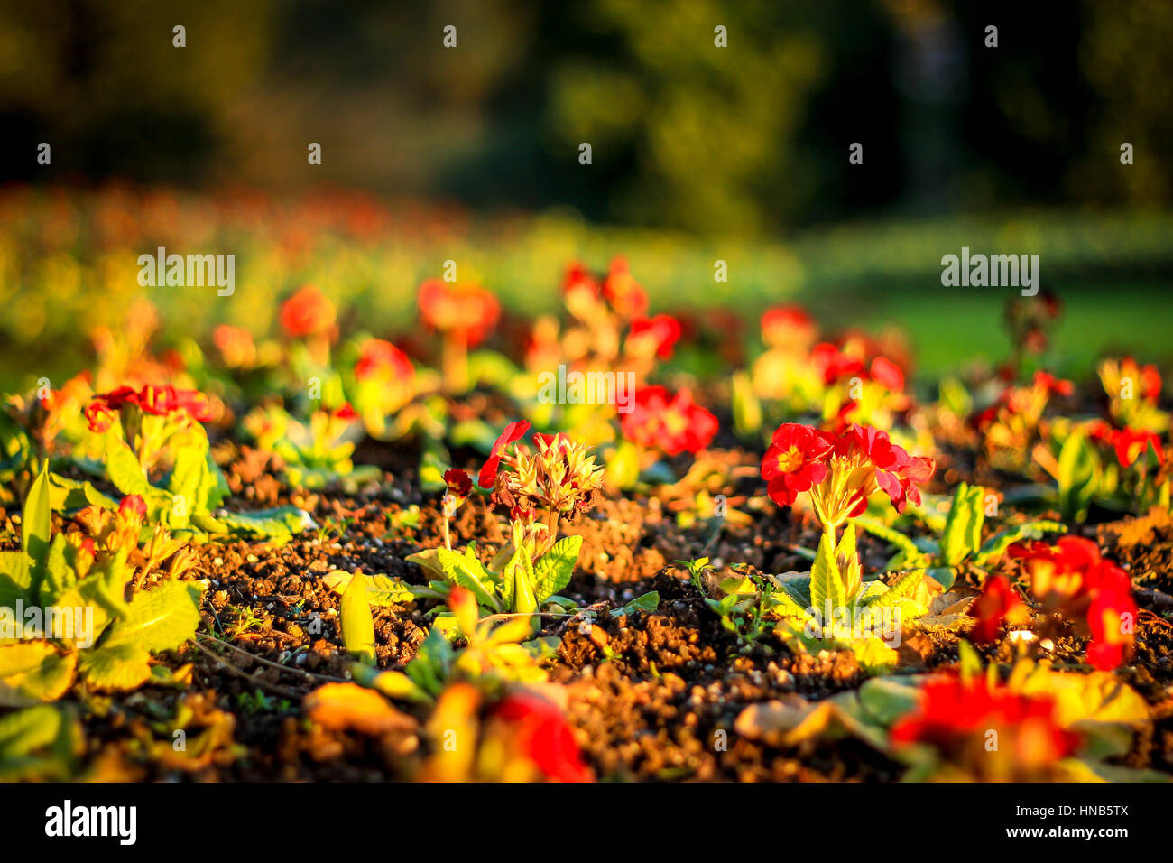 Gardeing of small flowers and beautiful plants Stock Photo - Alamy