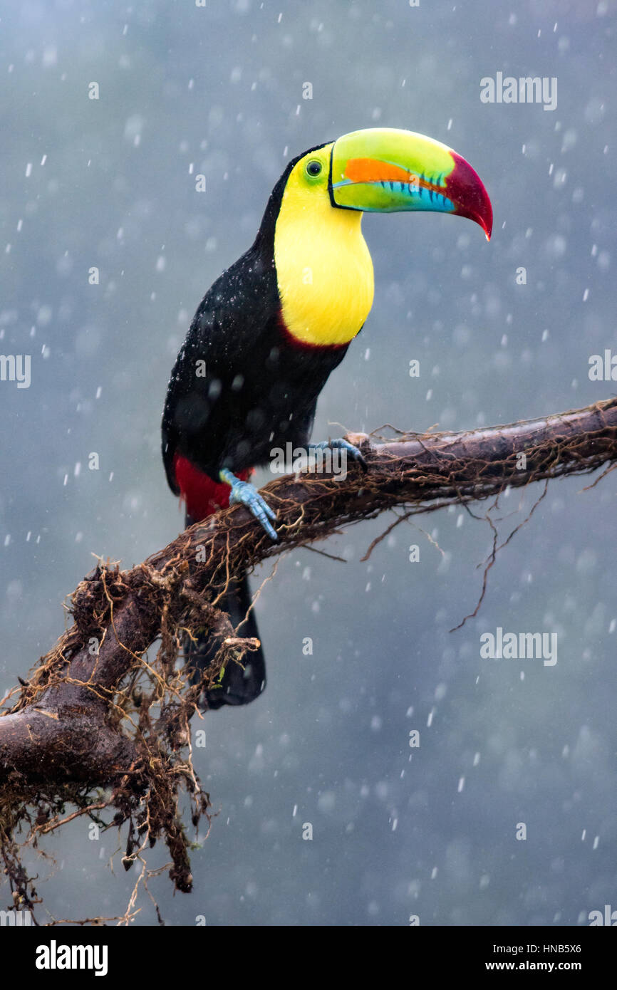 Keel-billed Toucan - La Laguna del Lagarto Lodge - Boca Tapada, San ...