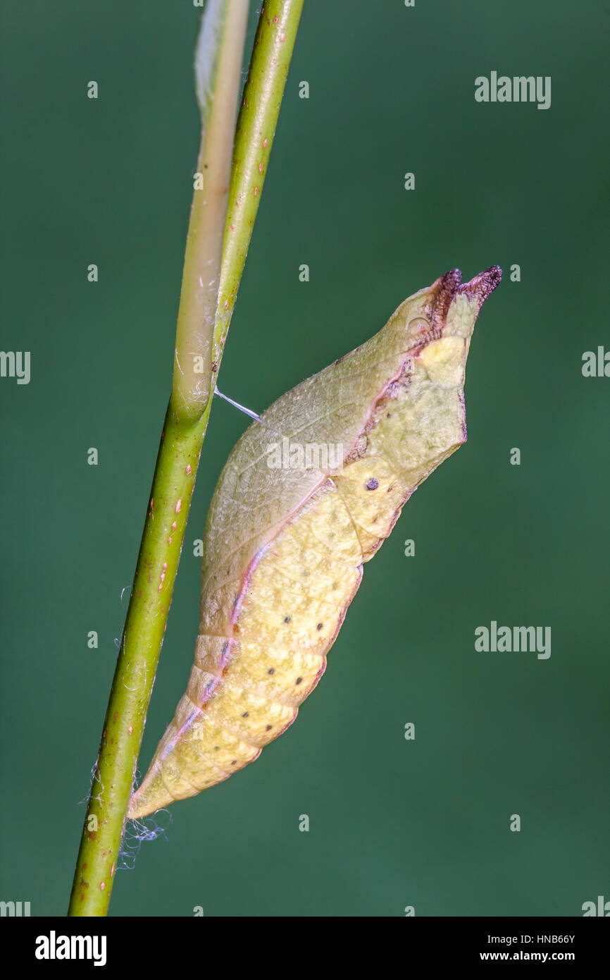 Spicebush Swallowtail Chrysalis