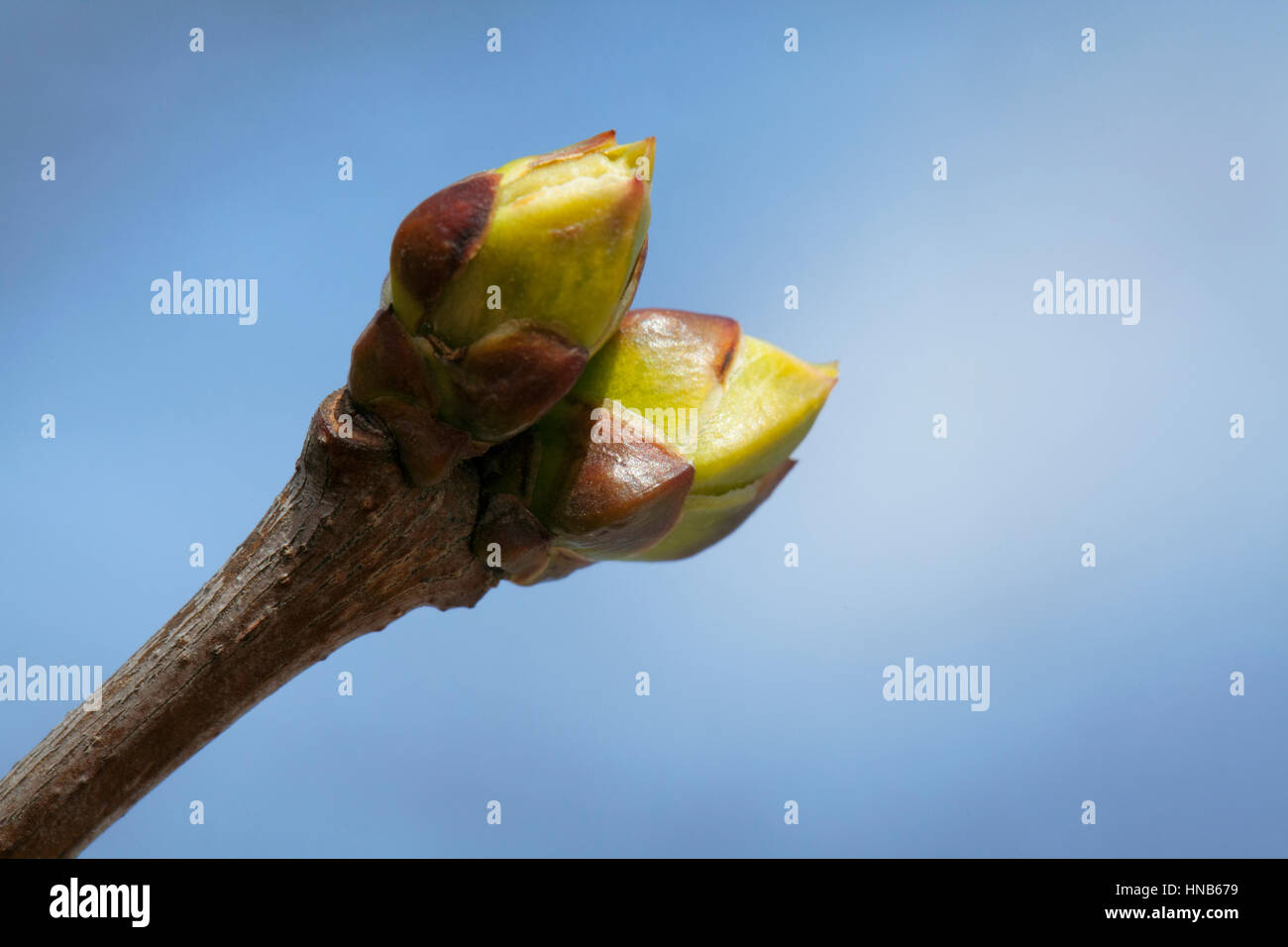 Tree buds in the spring hi-res stock photography and images - Alamy