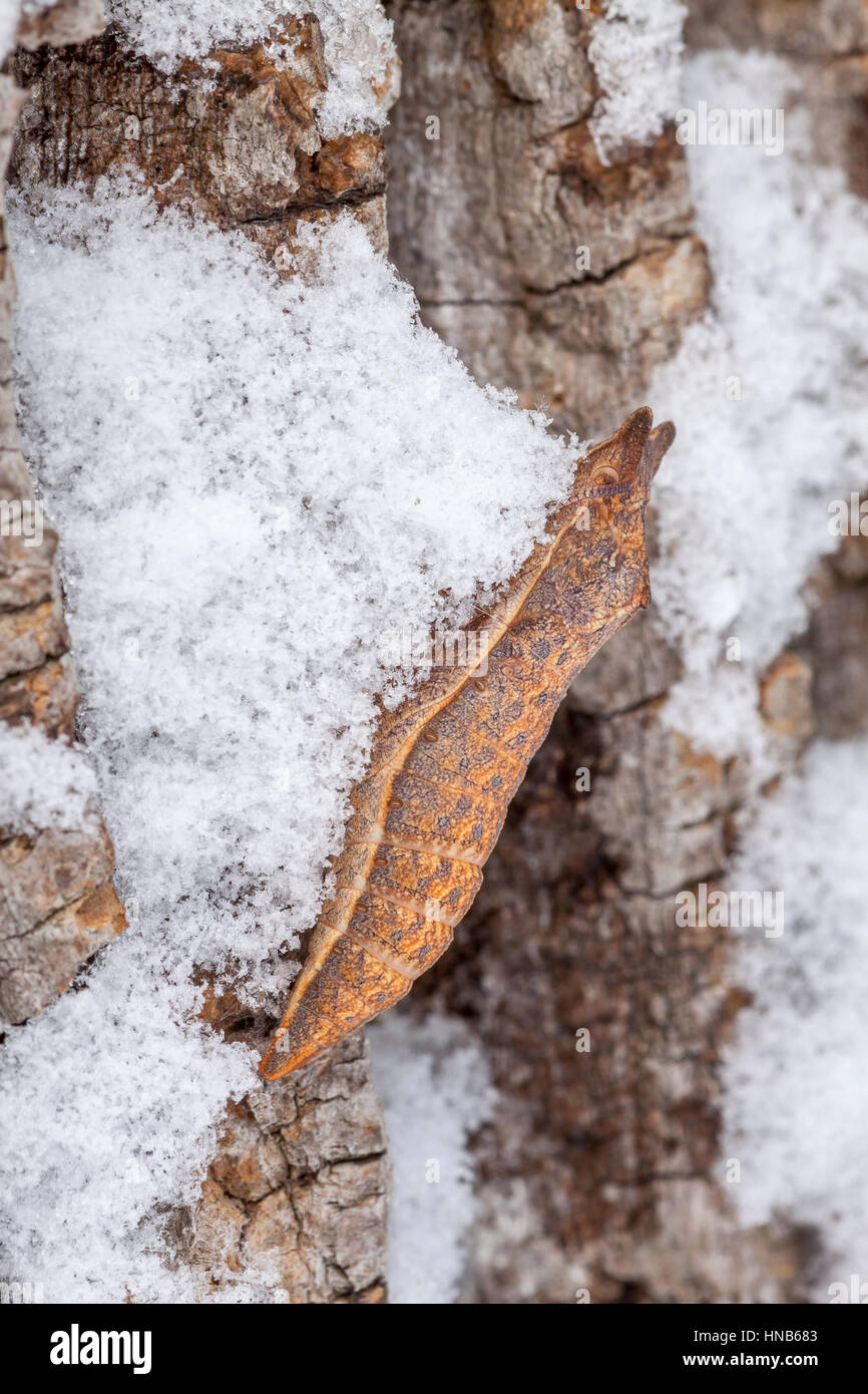Spicebush Swallowtail (Papilio troilus) chrysalis on Black Locust bark ...