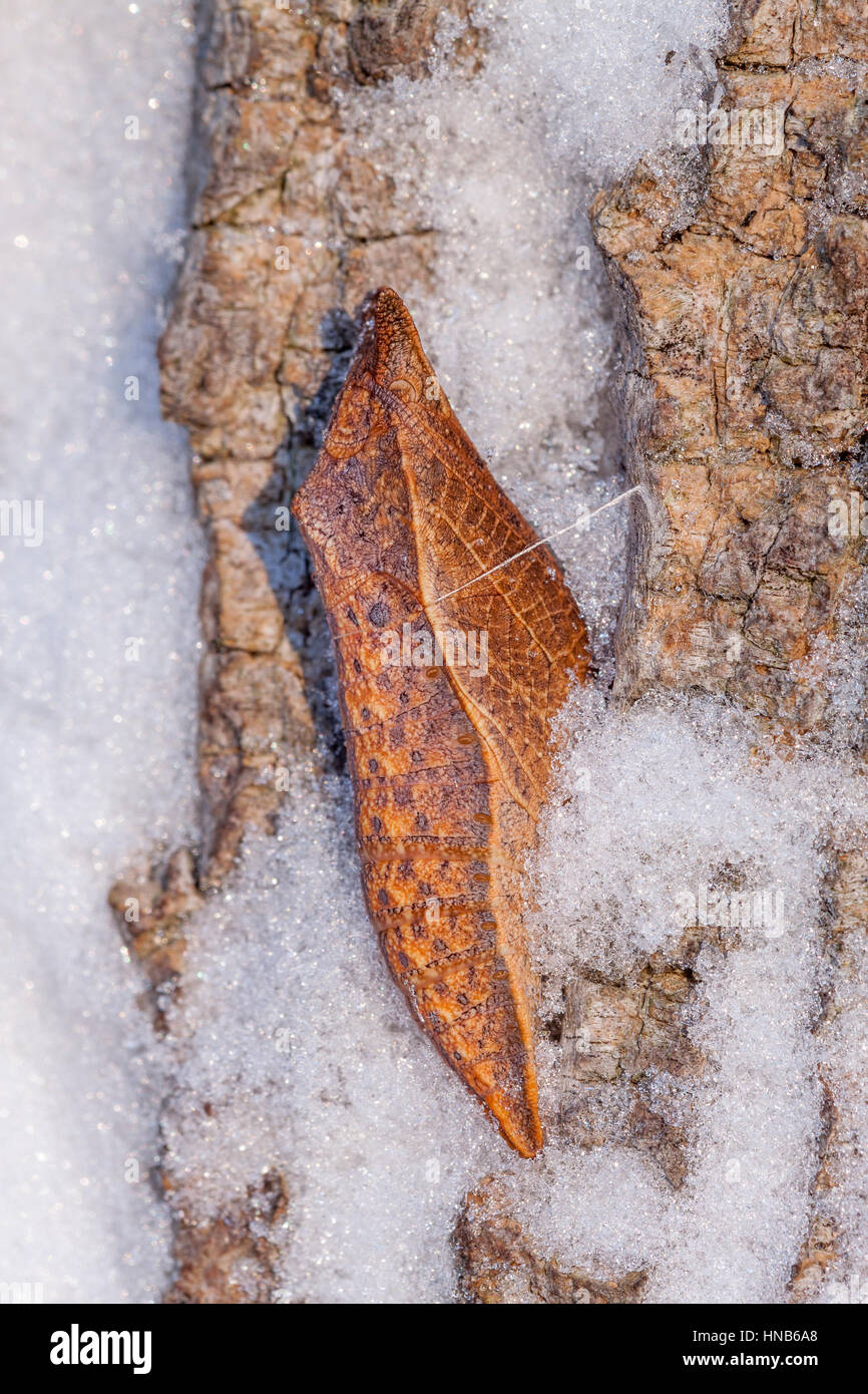 Spicebush Swallowtail (Papilio troilus) chrysalis on Black Locust bark ...