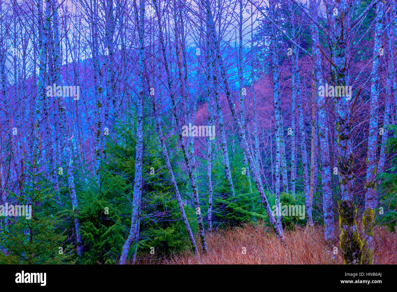 Red Alder (alnus Rubra) High Resolution Stock Photography and Images ...