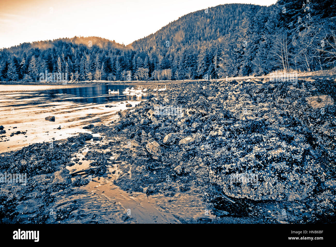 Barnacle encrusted rocks and a flock of a dozen trumpeter swans during ...