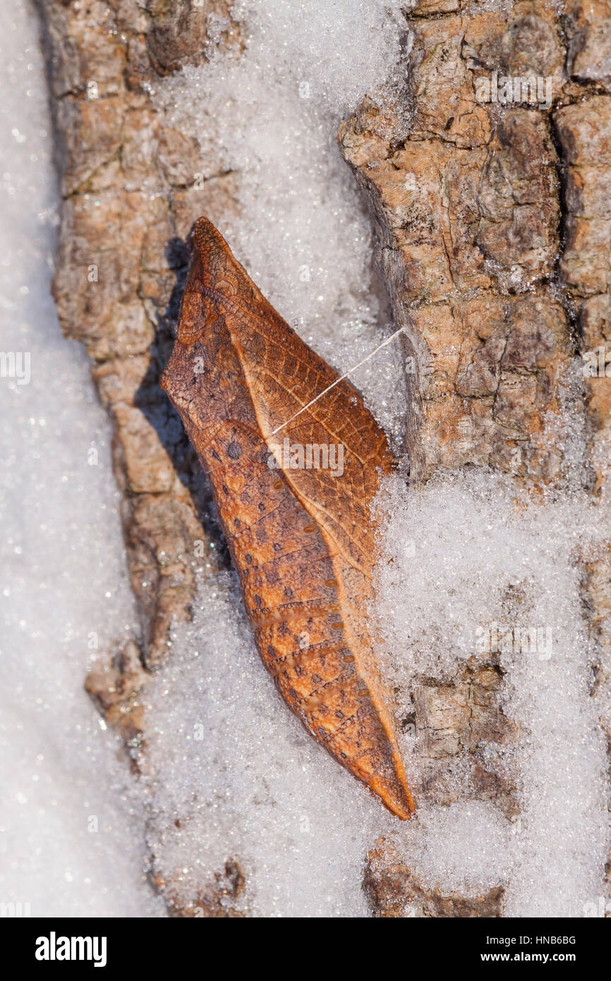 Spicebush Swallowtail (Papilio troilus) chrysalis on Black Locust bark ...
