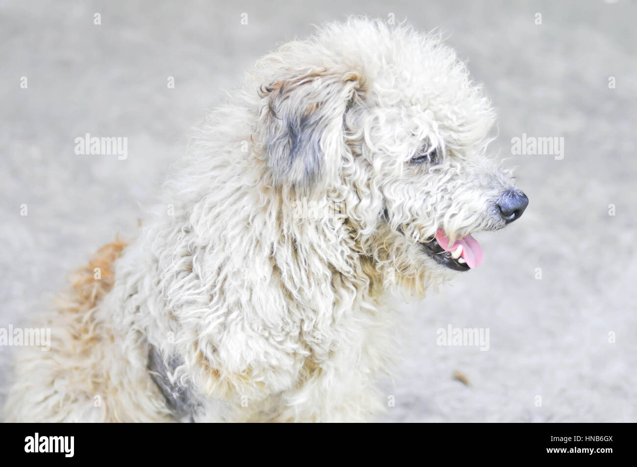 Deformed dog hi-res stock photography and images - Alamy