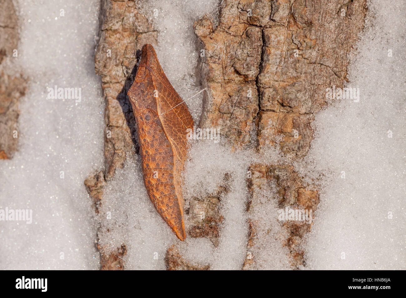 Spicebush Swallowtail (Papilio troilus) chrysalis on Black Locust bark ...