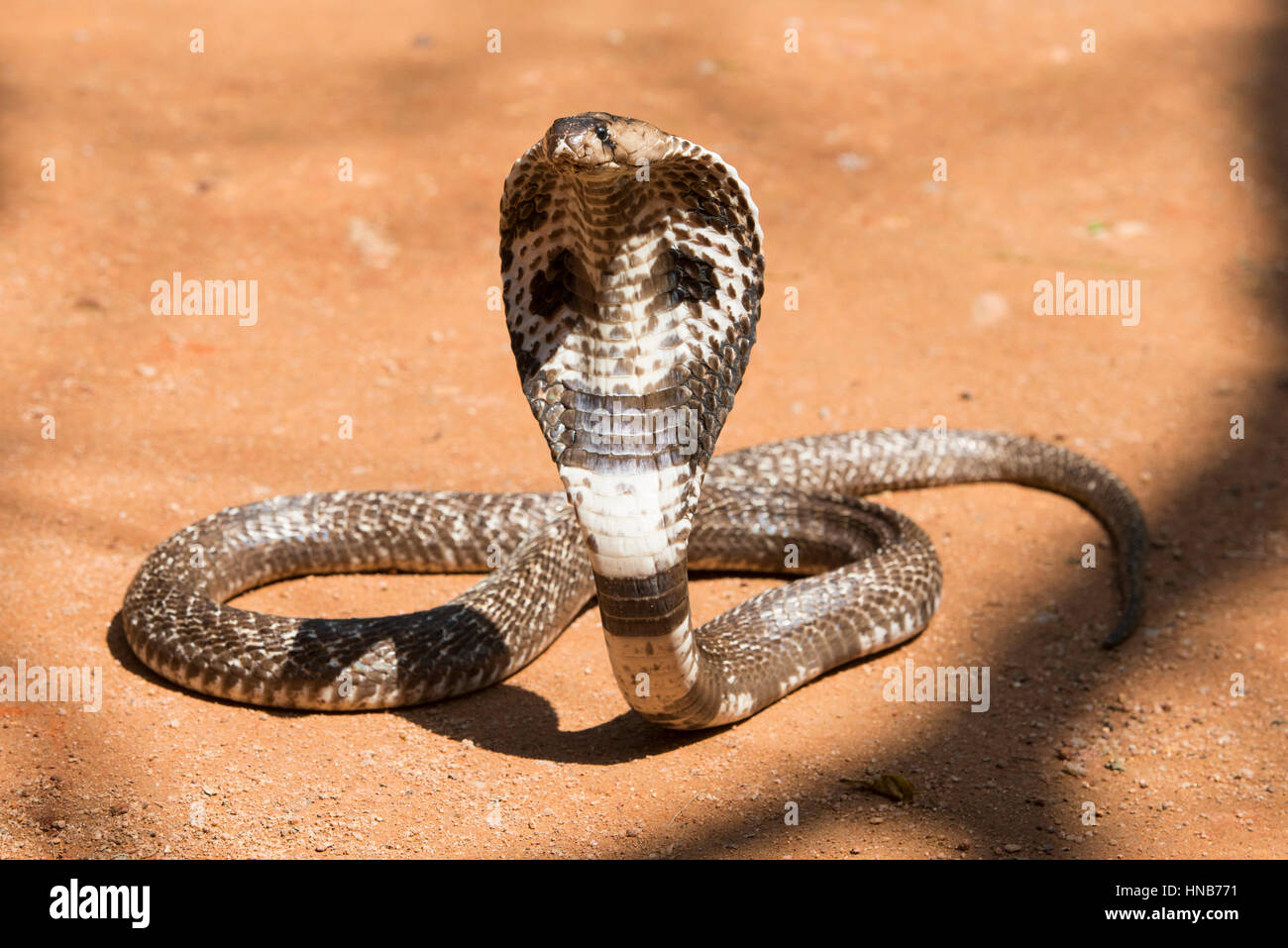 Indian cobra or Spectacled cobra, Naja naja, Sri Lanka Stock Photo - Alamy