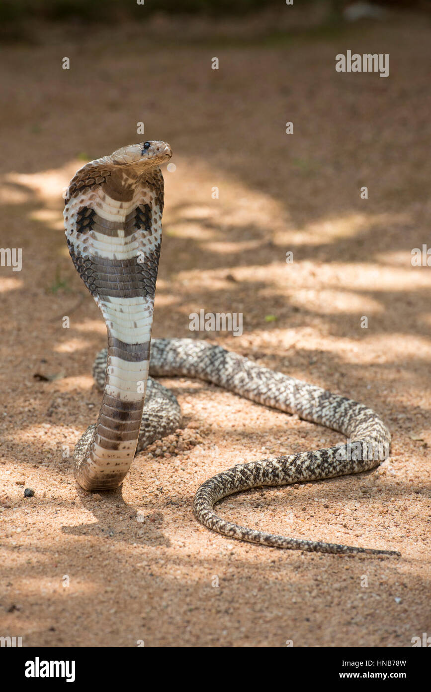 Indian cobra or Spectacled cobra, Naja naja, Sri Lanka Stock Photo - Alamy