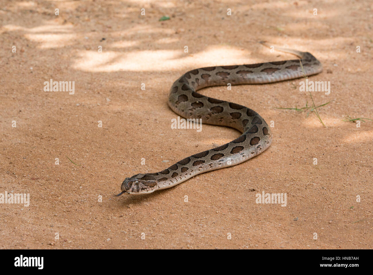 Russells Viper High Resolution Stock Photography and Images - Alamy