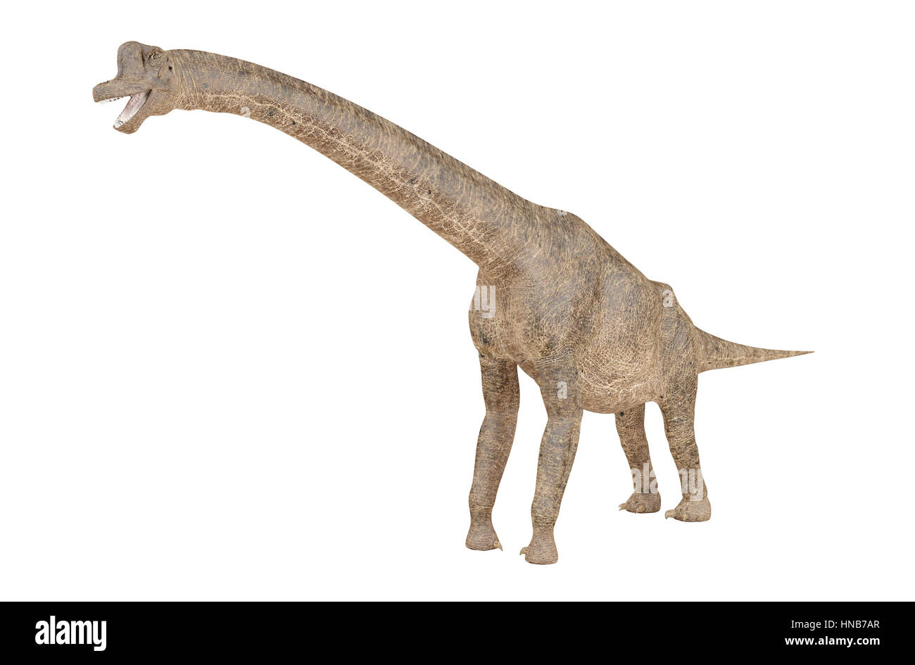 Brachiosaurus dinosaur isolated on white background, 3D rendering Stock ...
