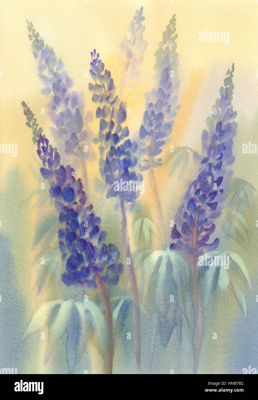 Vintage botanical art lupine hi-res stock photography and images - Alamy