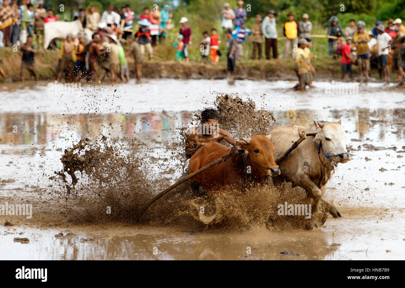 Mud cow racing Pacu Jawi at daytime in Indonesia Stock Photo - Alamy