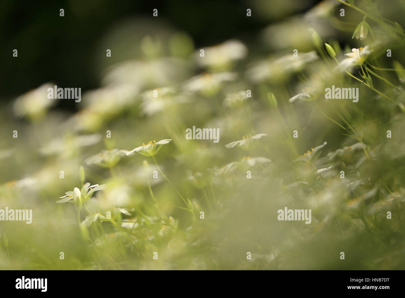 Small white blossoms hi-res stock photography and images - Alamy