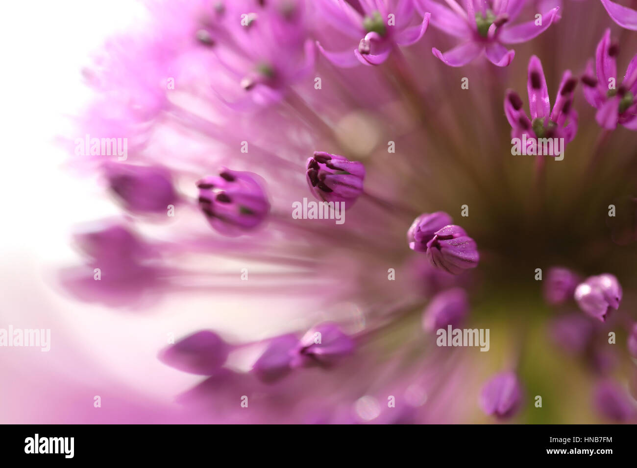 Big leaf garlic hi-res stock photography and images - Alamy