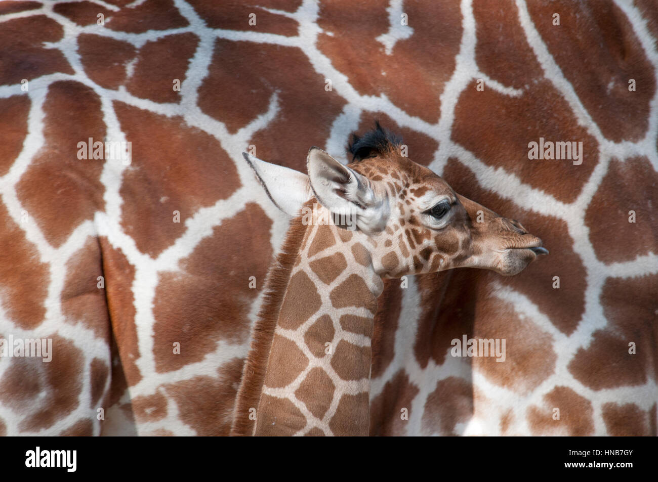 Giraffe bus hi-res stock photography and images - Alamy