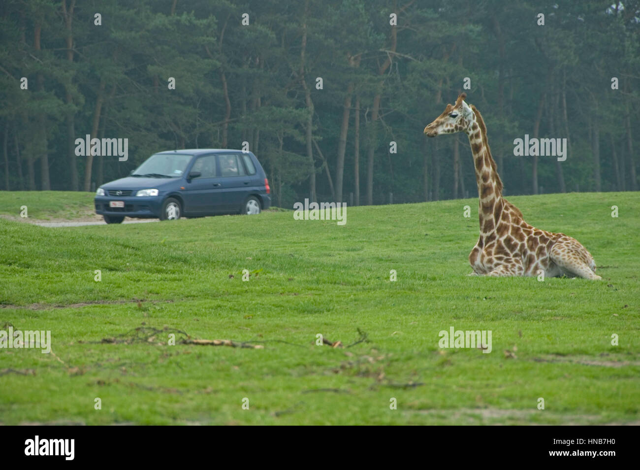 Giraffe bus hi-res stock photography and images - Alamy